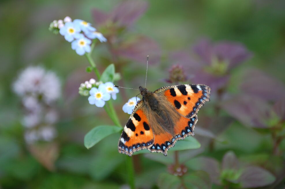 Identify British butterflies | The Wildlife Trusts