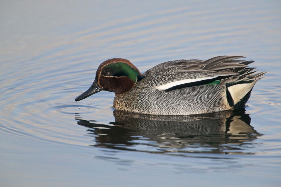Wintering wildfowl | The Wildlife Trusts
