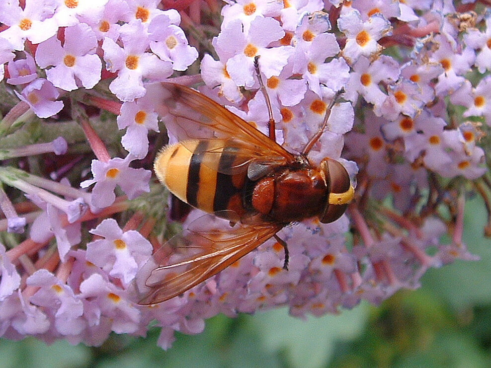 Hornet mimic hoverfly | The Wildlife Trusts