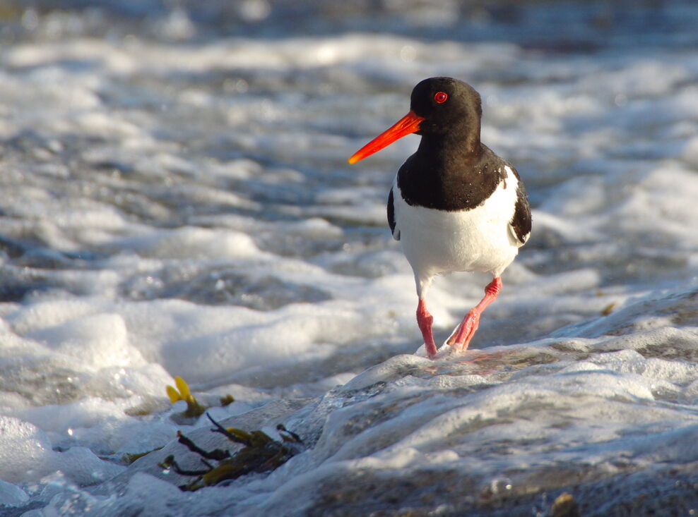 Identify waders | The Wildlife Trusts