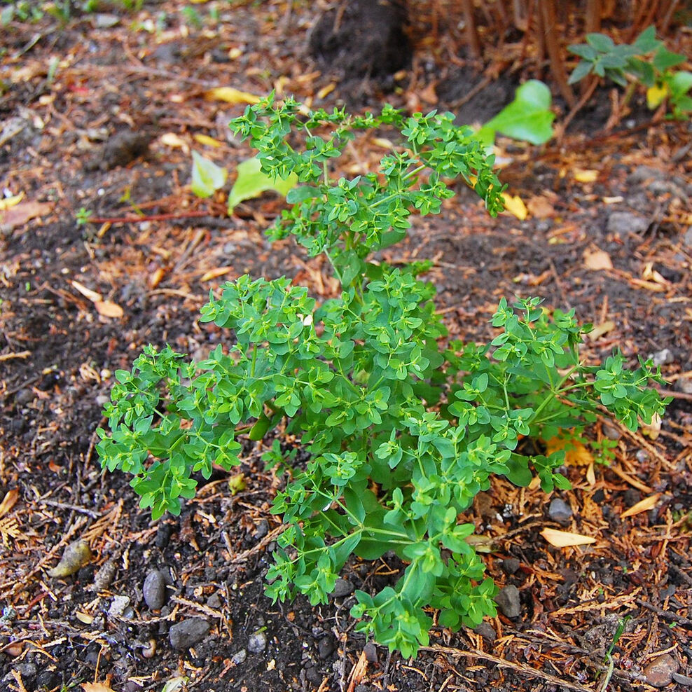 Join the New Year Plant Hunt! | The Wildlife Trusts