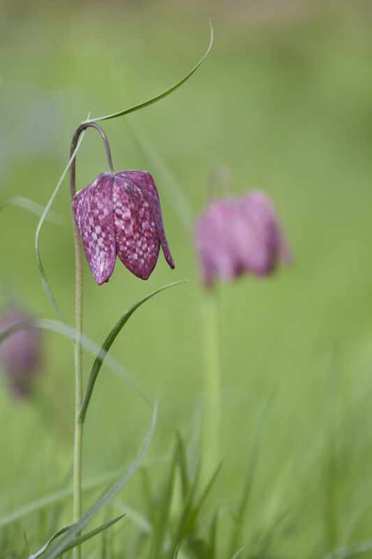 Fritillaries | The Wildlife Trusts