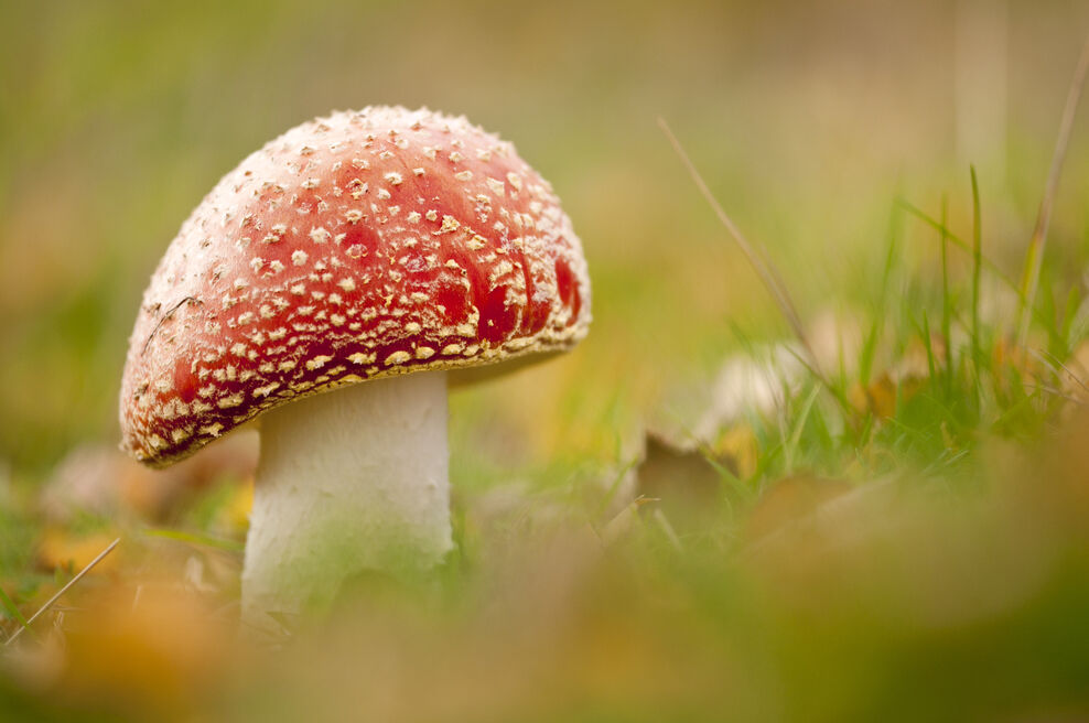 Freaky fungi! | The Wildlife Trusts