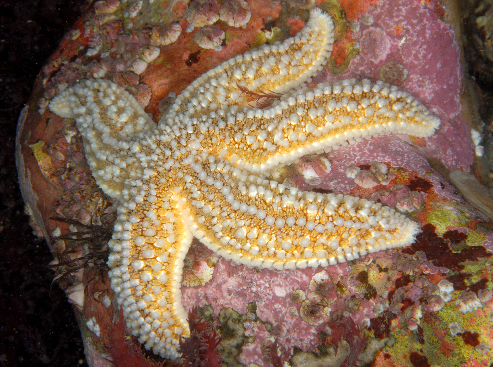 Common starfish | The Wildlife Trusts
