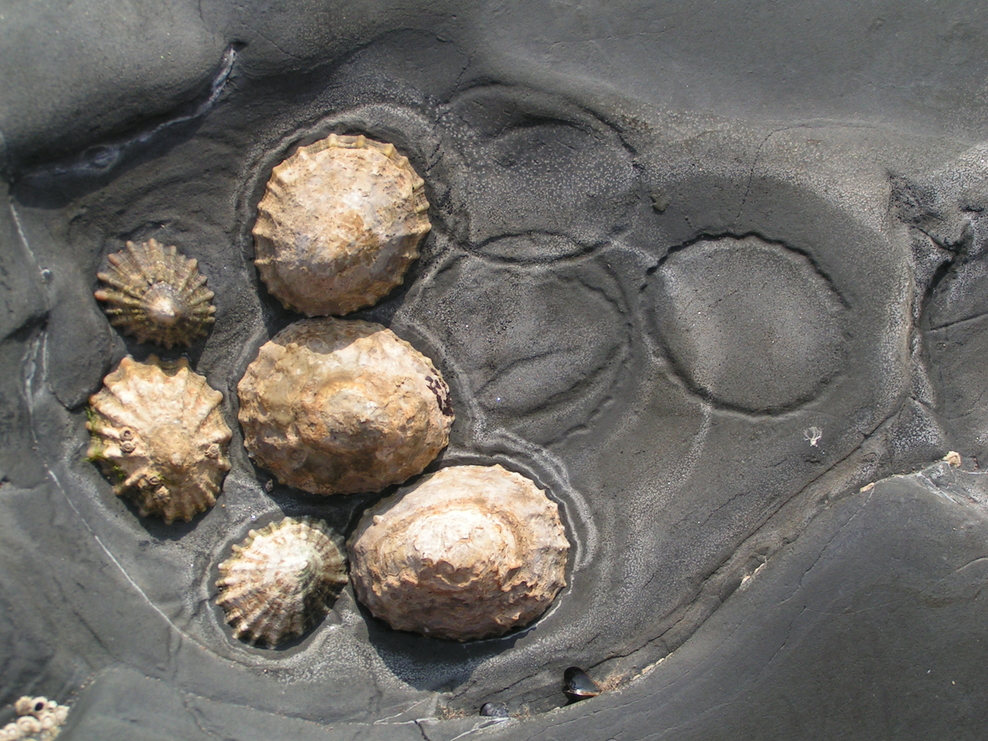 Explore the shore this National Marine Week | The Wildlife Trusts