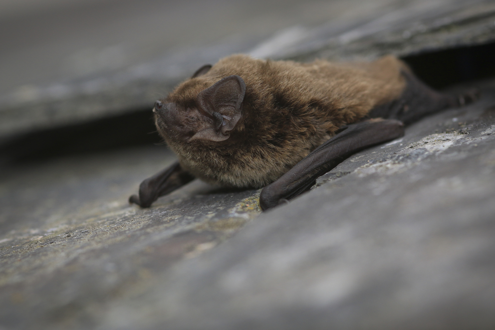 Bats | The Wildlife Trusts