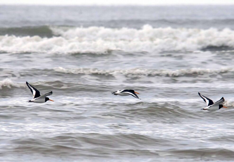 Identify waders | The Wildlife Trusts