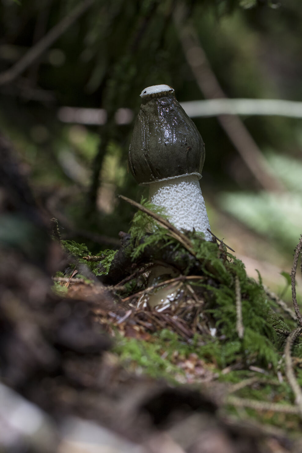 Hidden kingdom: a beginner’s guide to fungi | The Wildlife Trusts