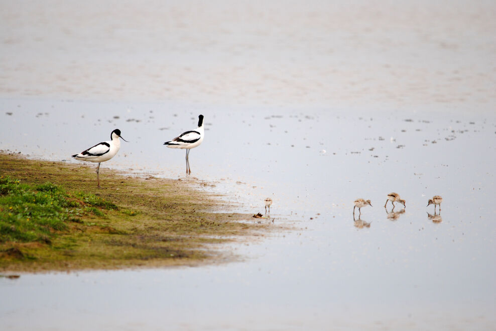 Identify waders | The Wildlife Trusts