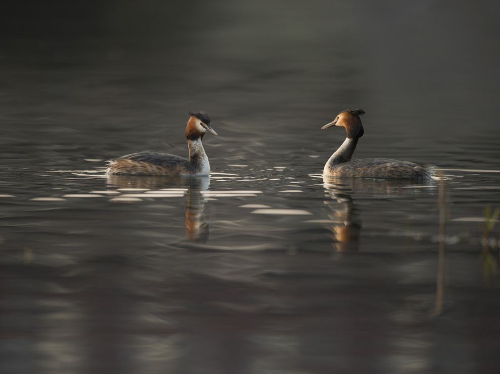 Grebes | The Wildlife Trusts