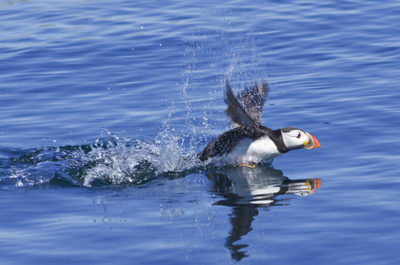 Where to see puffins | The Wildlife Trusts
