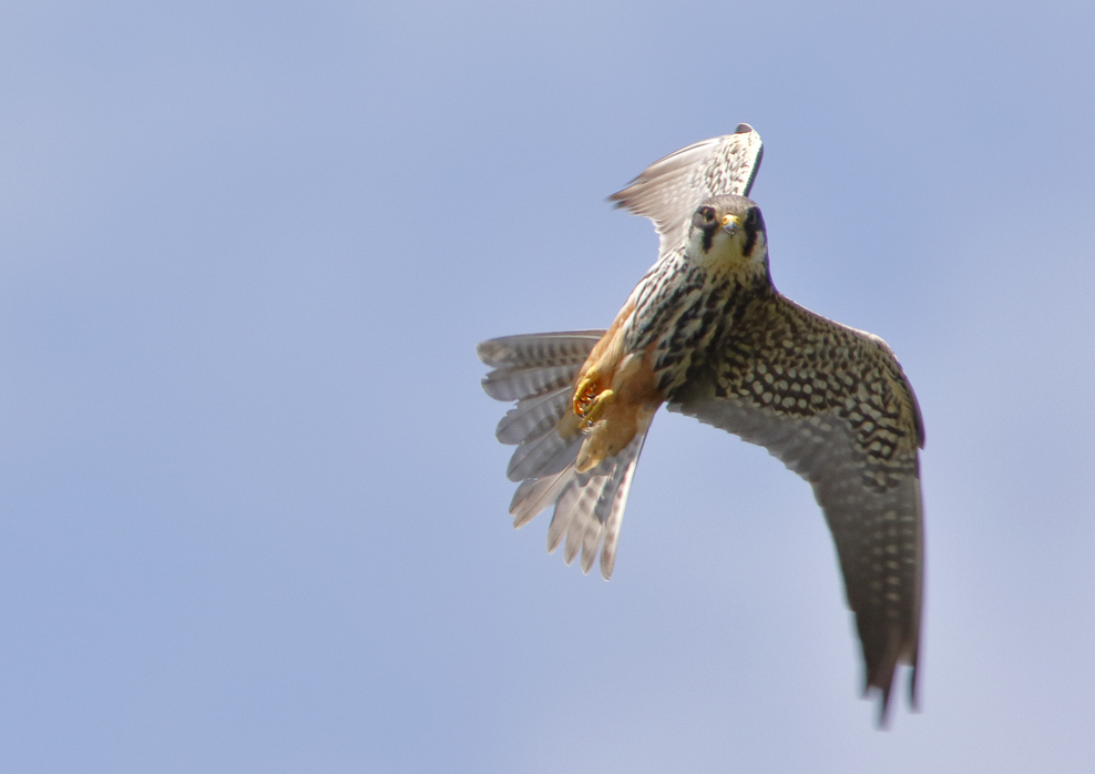 Hobbies | The Wildlife Trusts