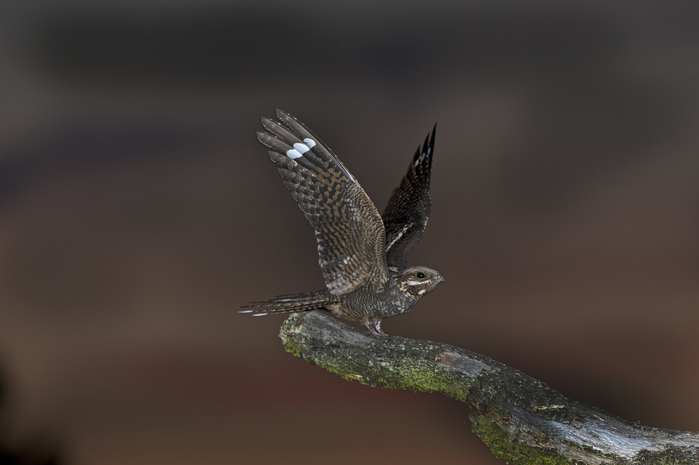 Nightjars | The Wildlife Trusts