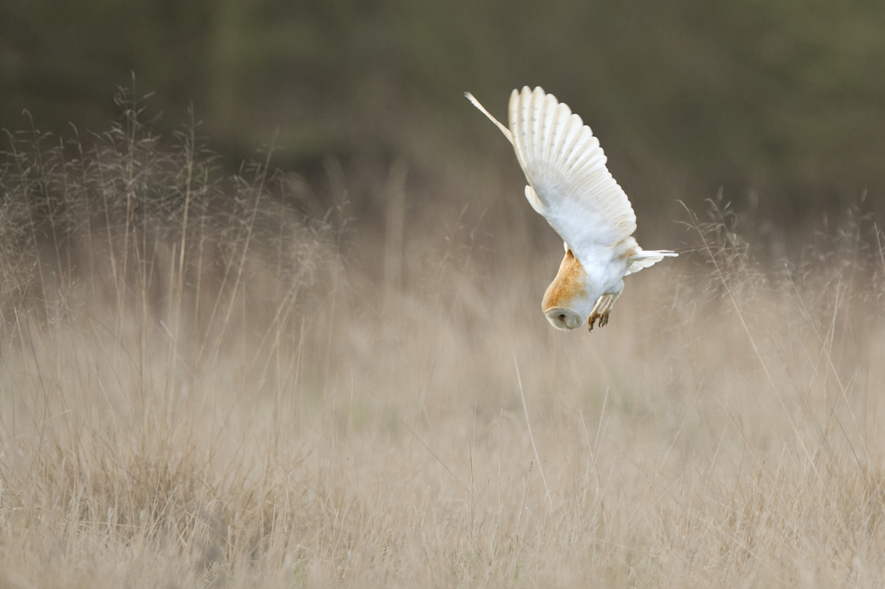 Barn owl | The Wildlife Trusts