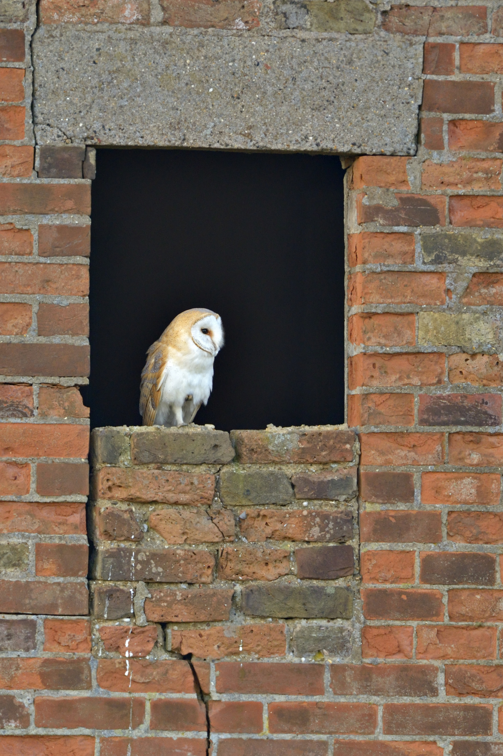 Barn owl | The Wildlife Trusts