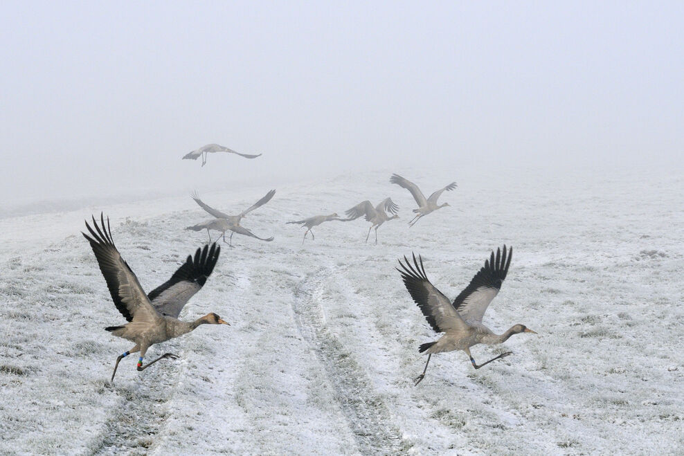 Where to see common cranes | The Wildlife Trusts