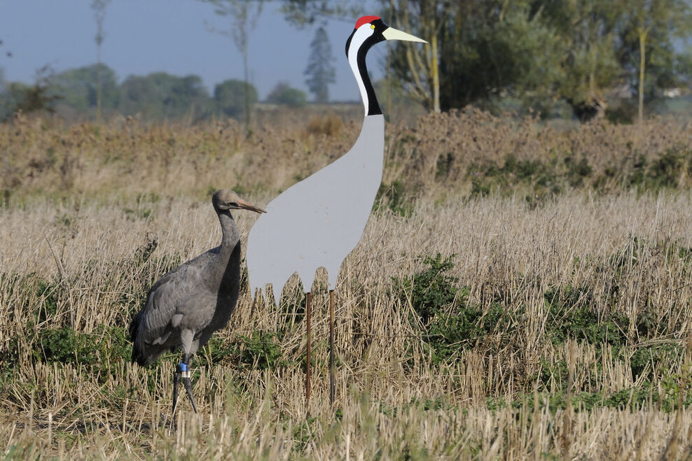 Where to see common cranes | The Wildlife Trusts