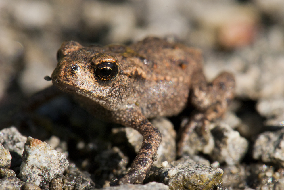 Toadlets | The Wildlife Trusts