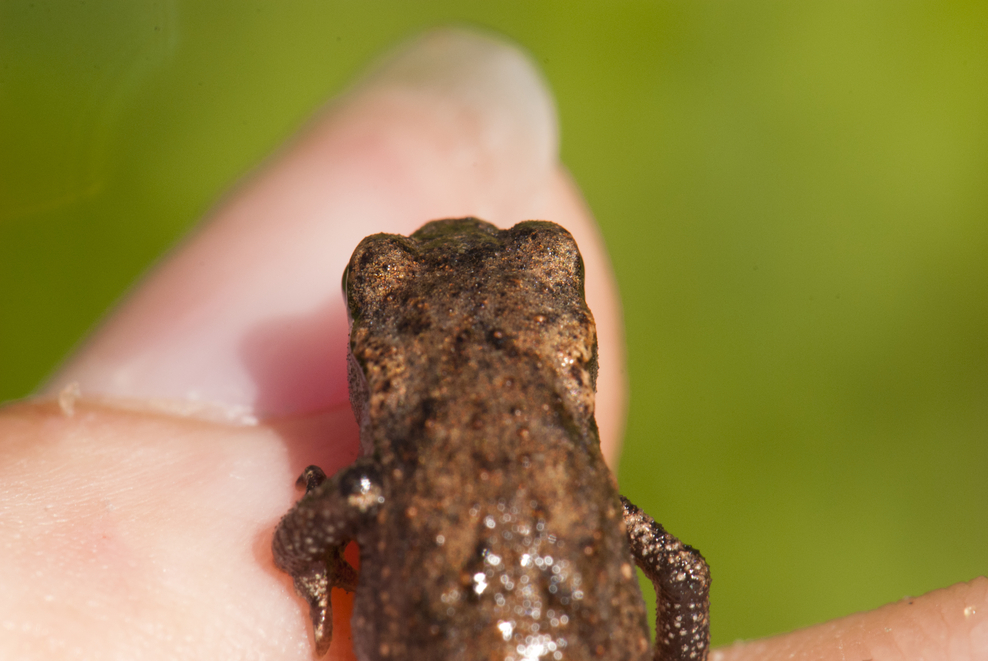 Toadlets | The Wildlife Trusts
