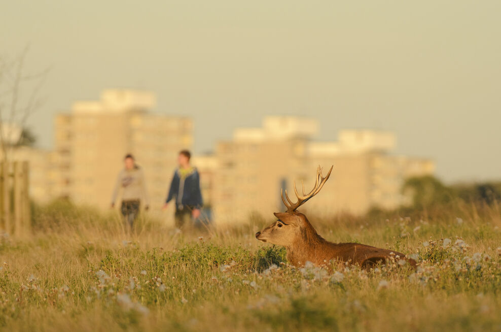 Urban wildlife | The Wildlife Trusts