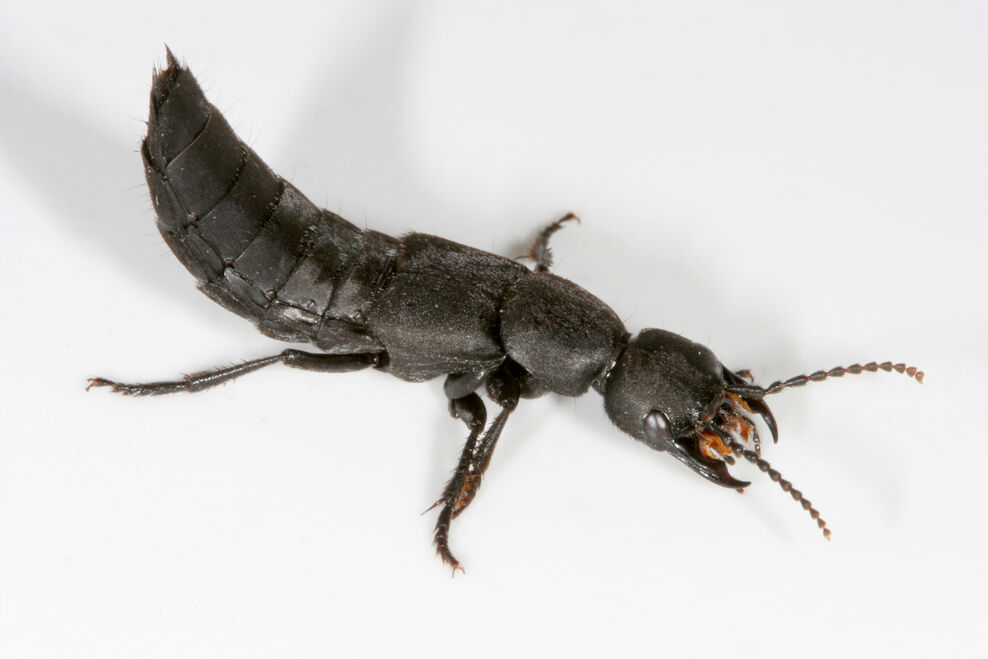 Devil's coach horse | The Wildlife Trusts