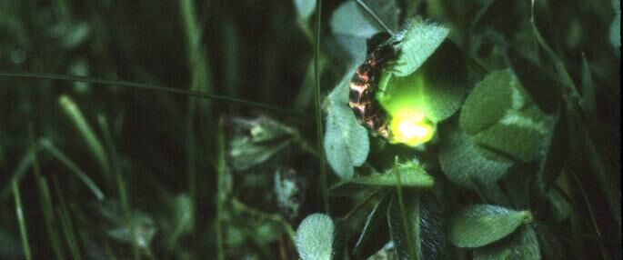 Where to see glow-worms | The Wildlife Trusts