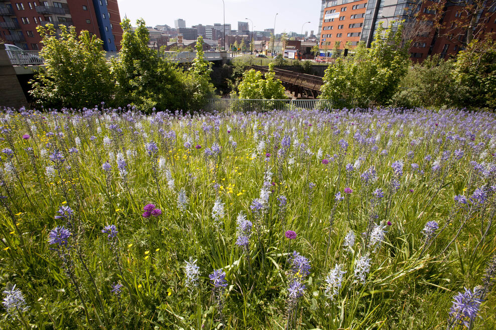 Urban wildlife | The Wildlife Trusts