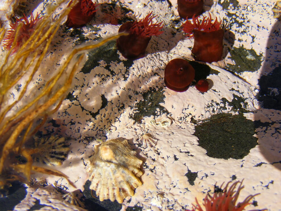 Rockpool wildlife | The Wildlife Trusts