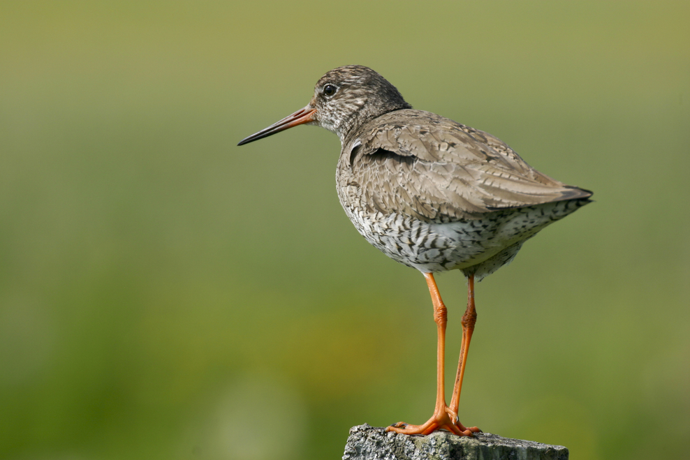 Identify waders | The Wildlife Trusts
