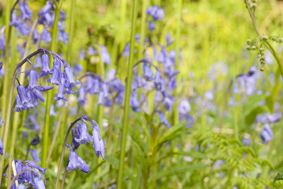 Spanish or native bluebell | The Wildlife Trusts