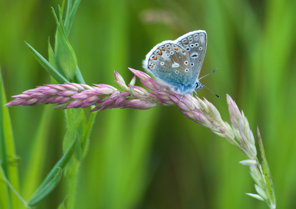 Beguiled by blues | The Wildlife Trusts
