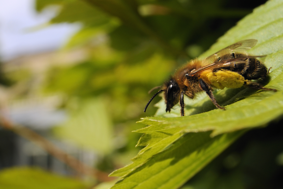Identify solitary bees in the UK | The Wildlife Trusts