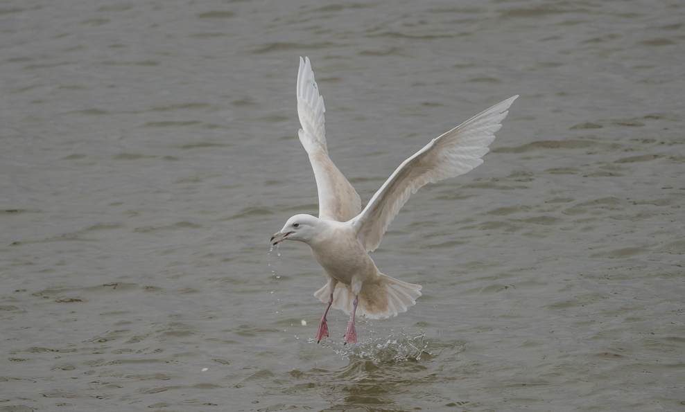 Gull roosts | The Wildlife Trusts