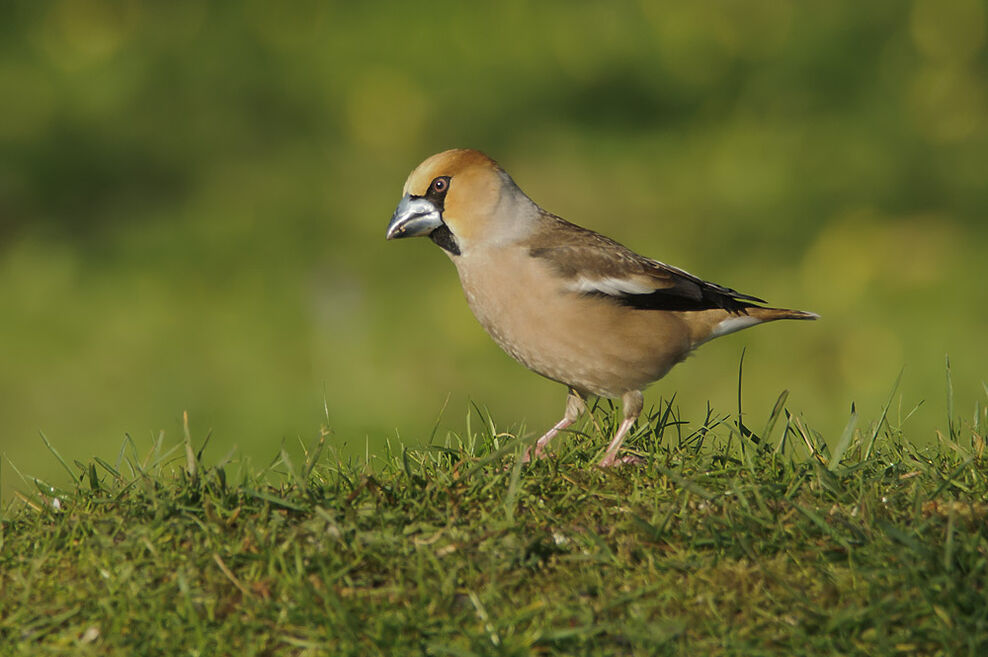 Where to see a hawfinch | The Wildlife Trusts