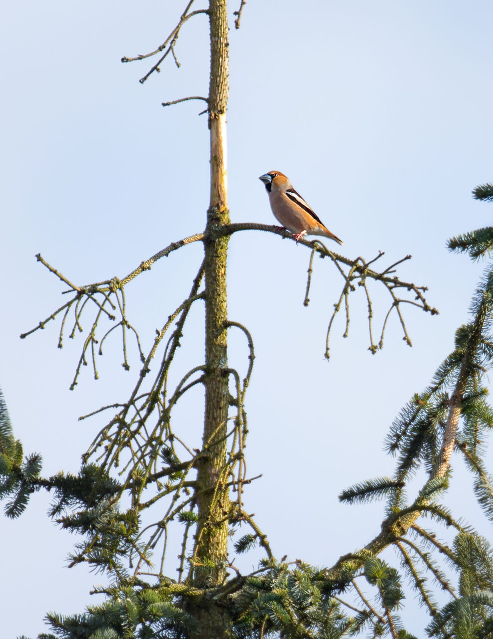 Where to see a hawfinch | The Wildlife Trusts