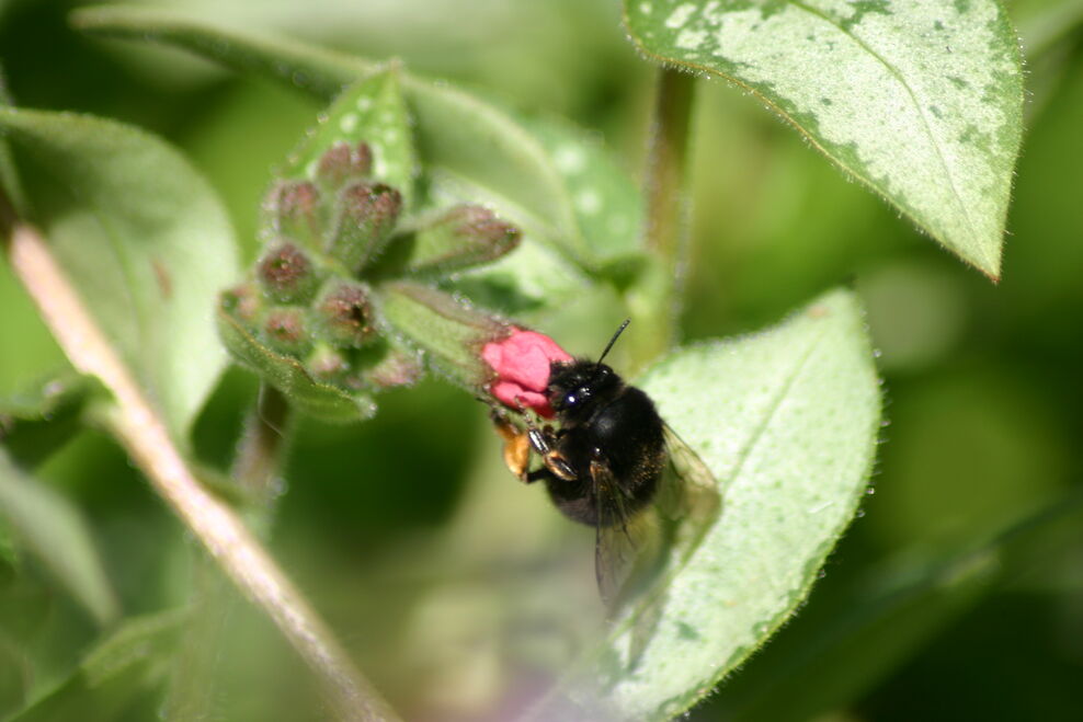Identify solitary bees in the UK | The Wildlife Trusts