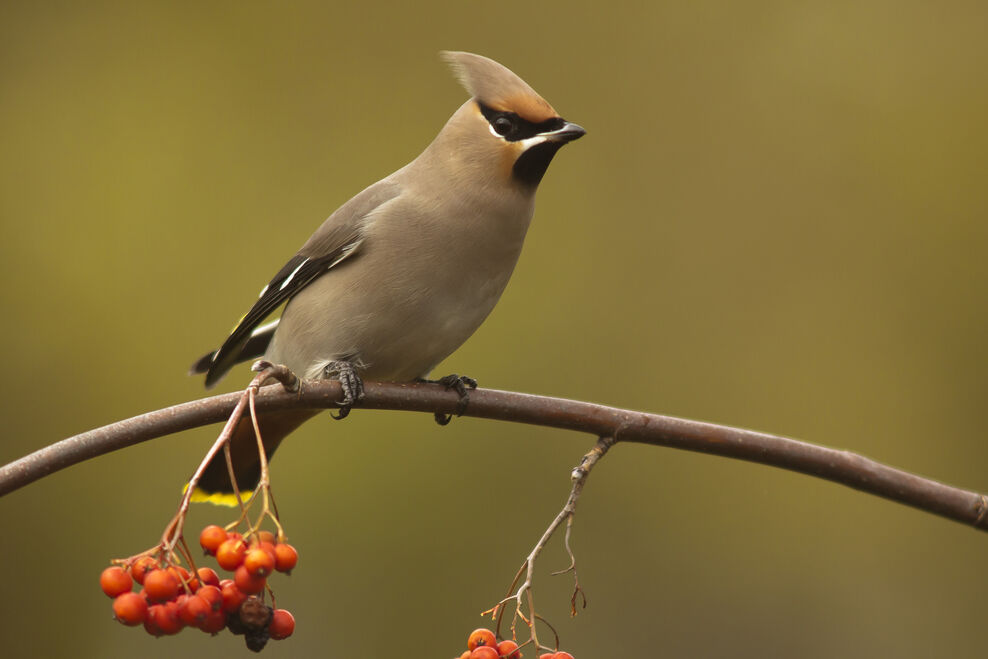 Where to see waxwings | The Wildlife Trusts