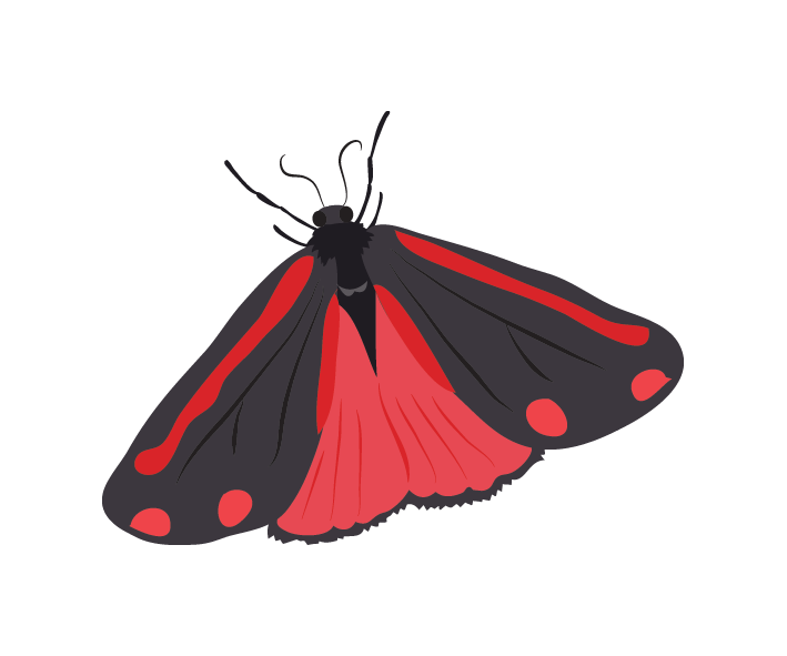 Cinnabar | The Wildlife Trusts