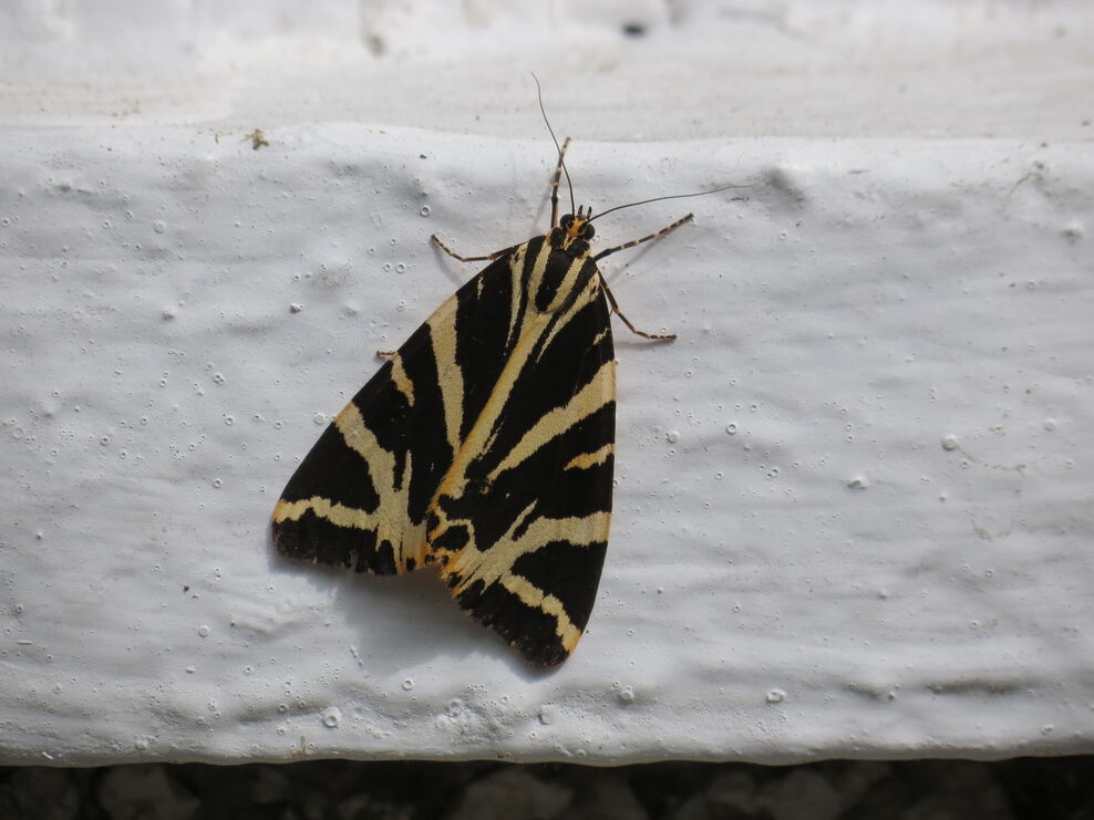 Identify moths | The Wildlife Trusts