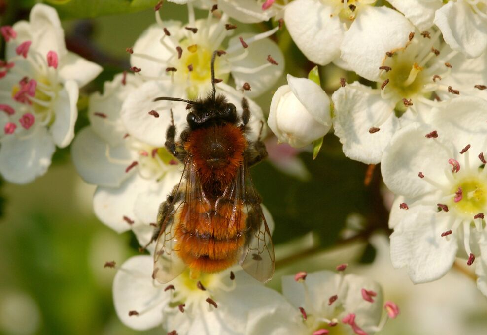 Identify solitary bees in the UK | The Wildlife Trusts