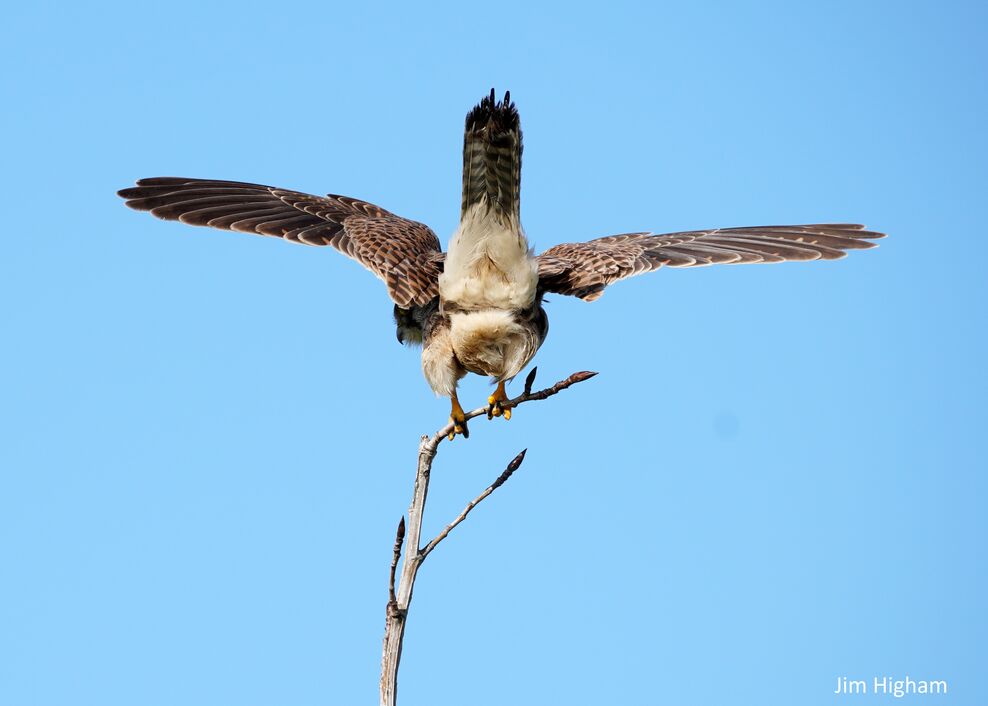 Kestrel | The Wildlife Trusts