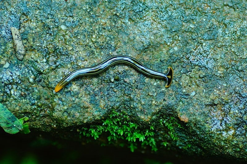 Planaria | The Wildlife Trusts