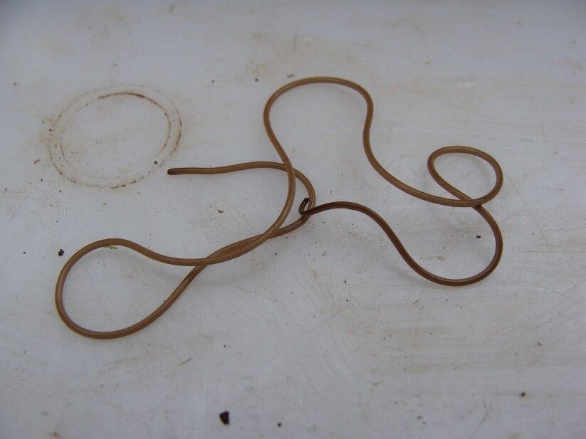 Horsehair worm | The Wildlife Trusts