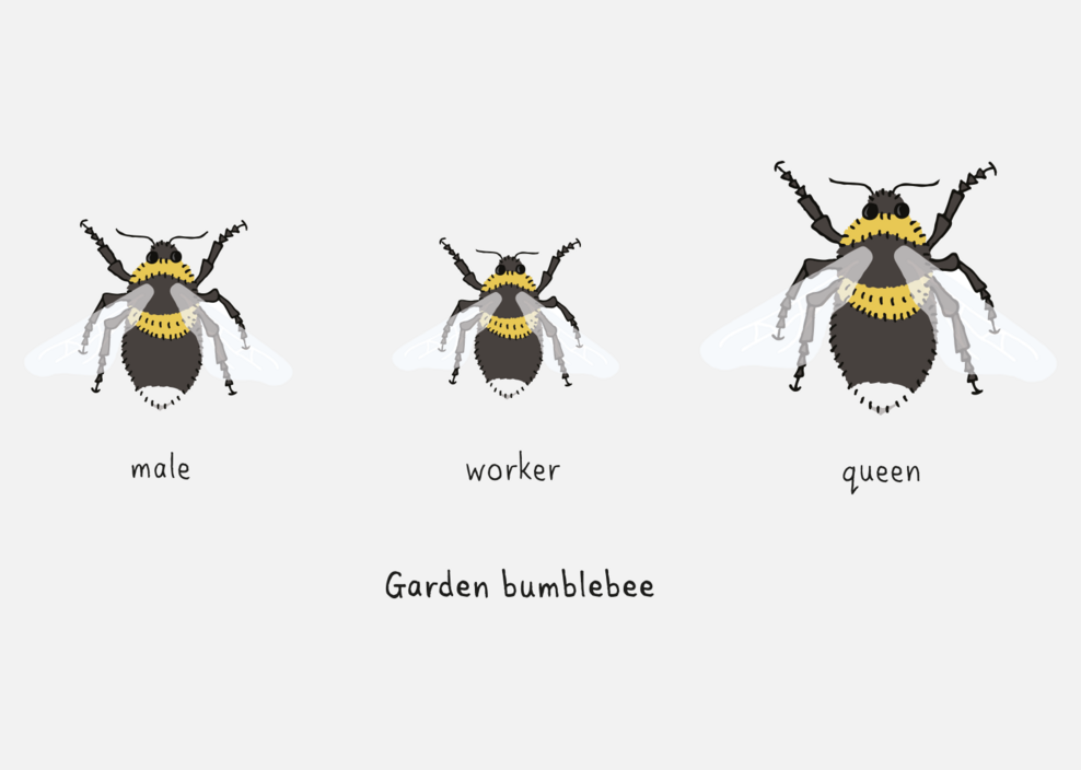 How to identify bumblebees | The Wildlife Trusts
