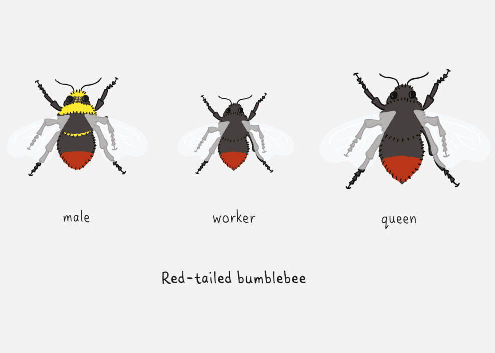 How to identify bumblebees | The Wildlife Trusts