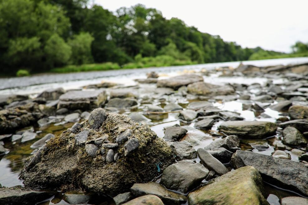 New report reveals pollution is biggest threat to wildlife on our ...