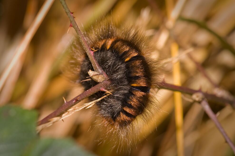 Fox moth | The Wildlife Trusts