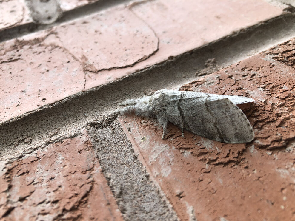 Pale tussock | The Wildlife Trusts