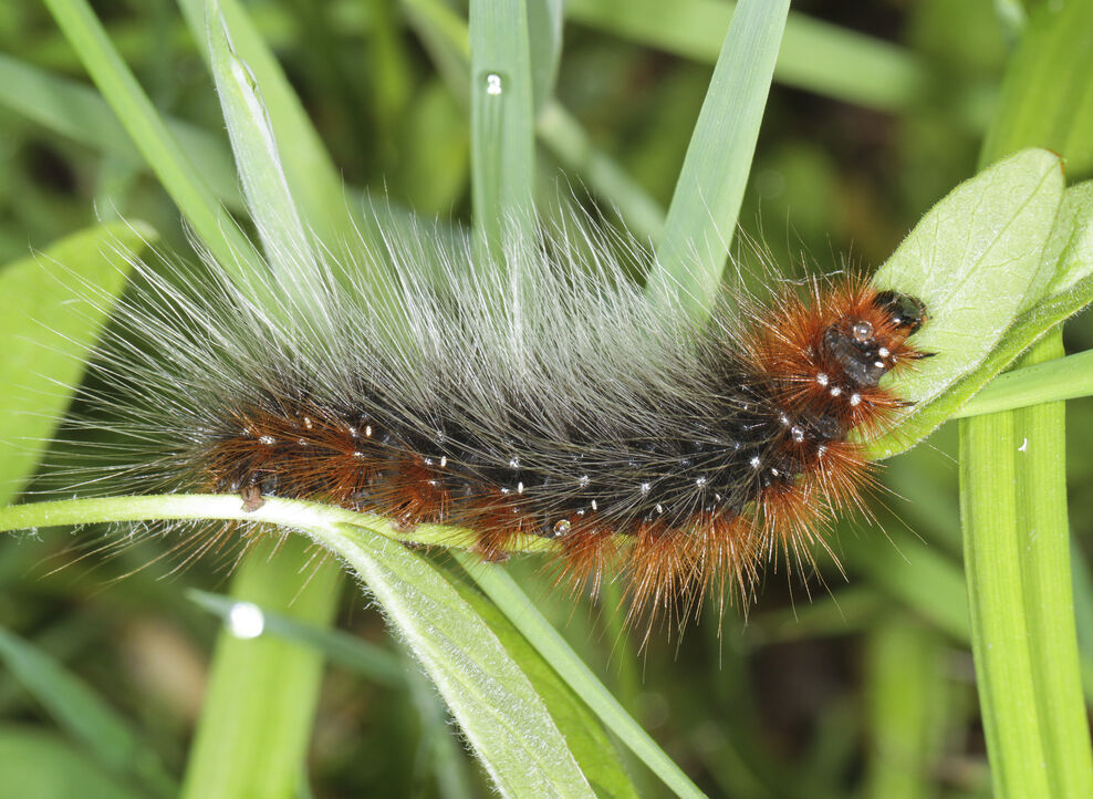 Identify caterpillars | The Wildlife Trusts