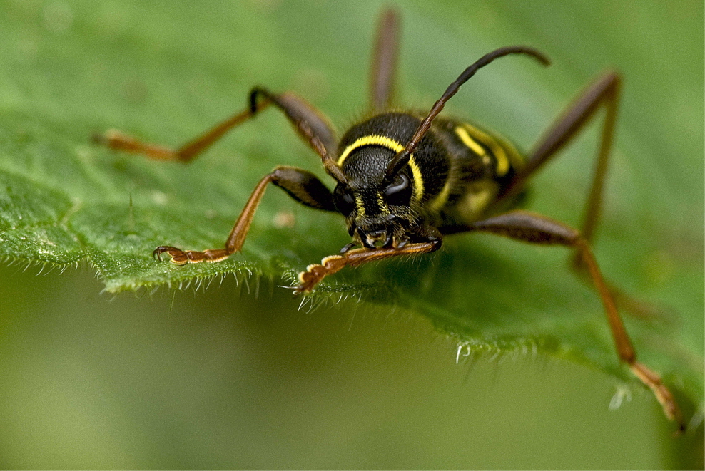 Identify beetles | The Wildlife Trusts